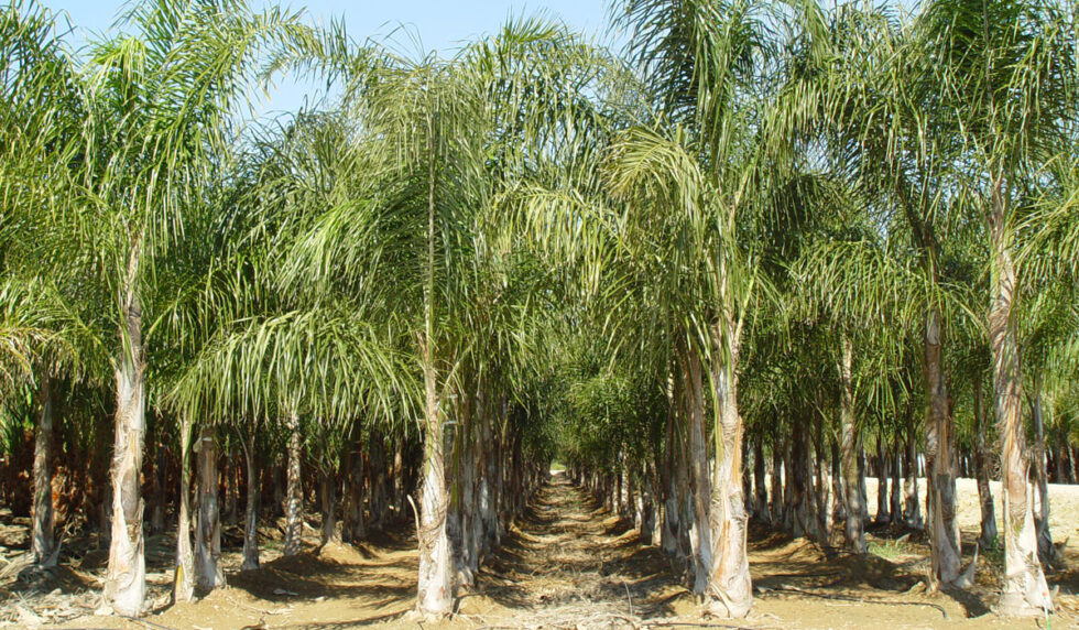 Coco plumoso – Arecastrum romanzoffianum | Jardinería TOT en U en Valencia