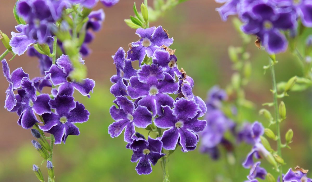 Duranta repens | Jardinería TOT en U en Valencia