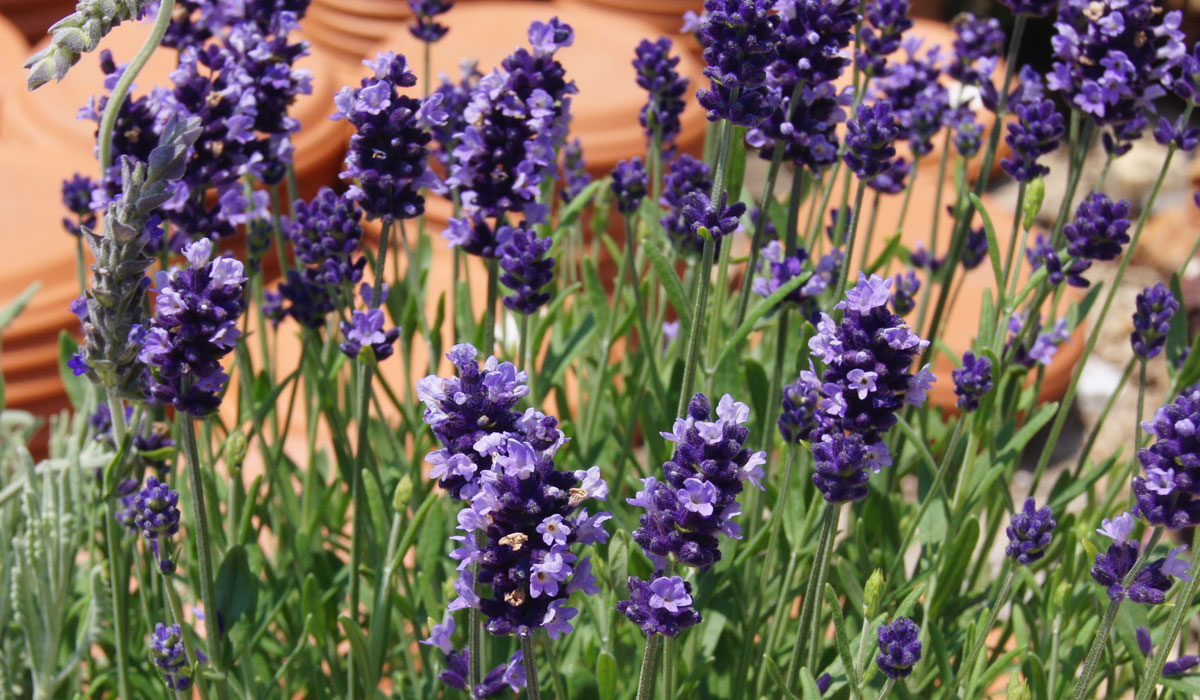 Colores Lavanda Y Salvia Para Los Amantes Del Azul Y Los Colores