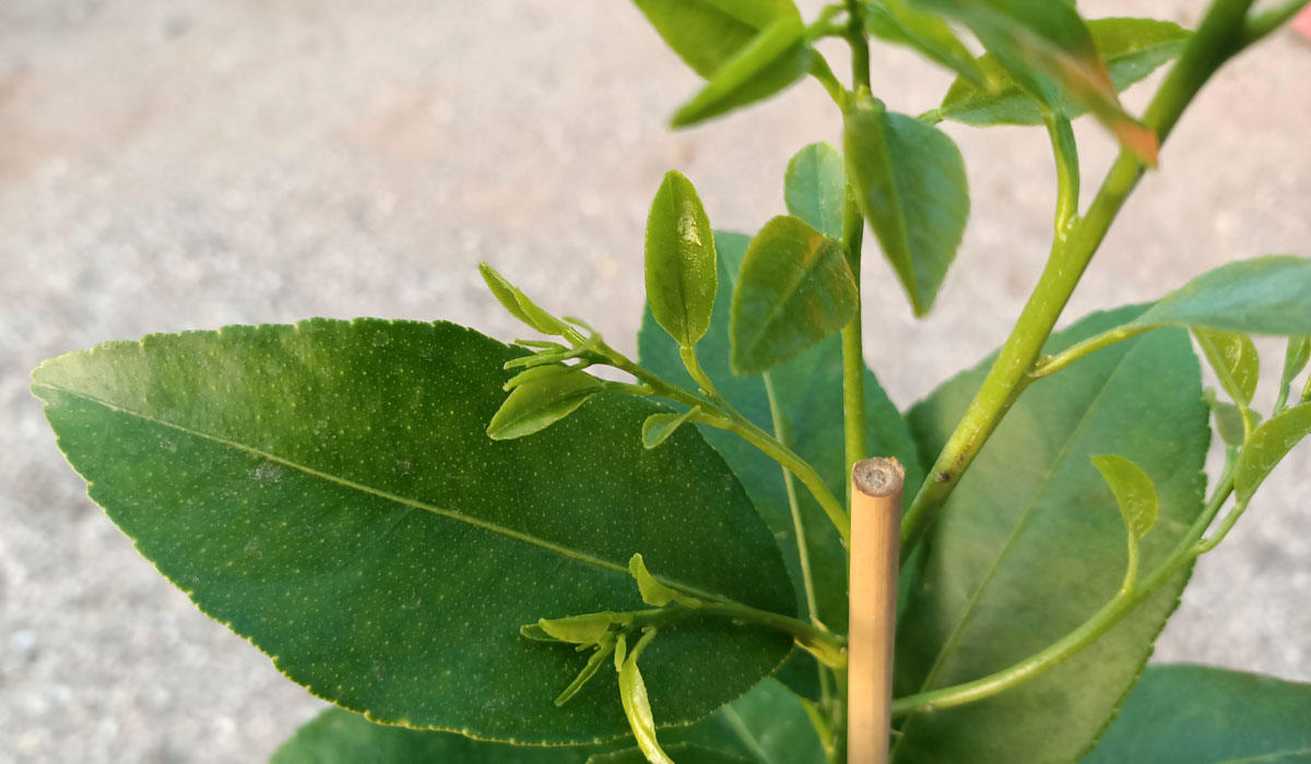 Hojas De árbol De Lima TropicTrees Árbol De Lima Con Una Altura De
