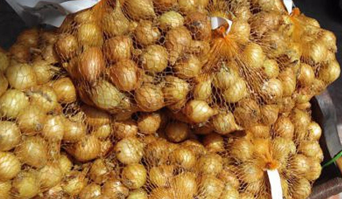 Cultivo de cebolla de bulbo | Jardinería TOT en U en Valencia