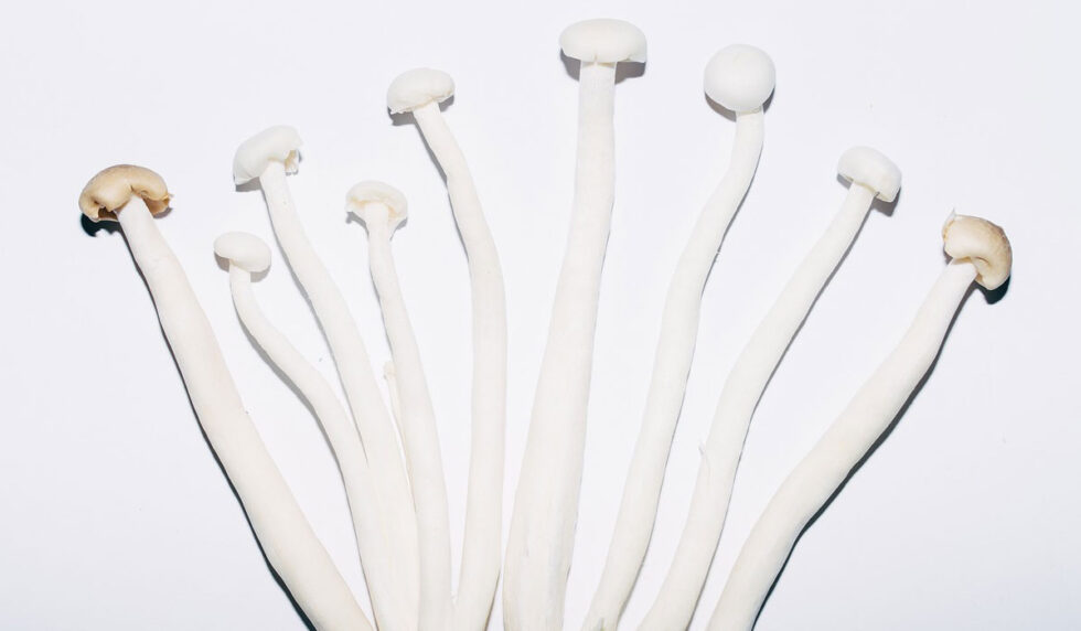 Cultivo de setas en casa | Jardinería TOT en U en Valencia