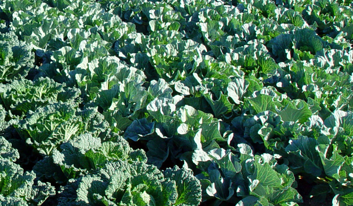 Verduras Para Plantar A Principios De Invierno Qué Plantar O Sembrar