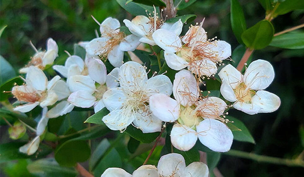 La murta | Jardinería TOT en U en Valencia