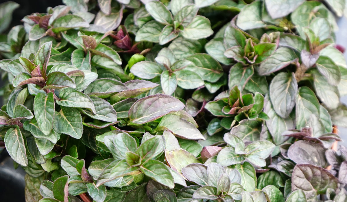 Colección de mentas con sabor | Jardinería TOT en U en Valencia