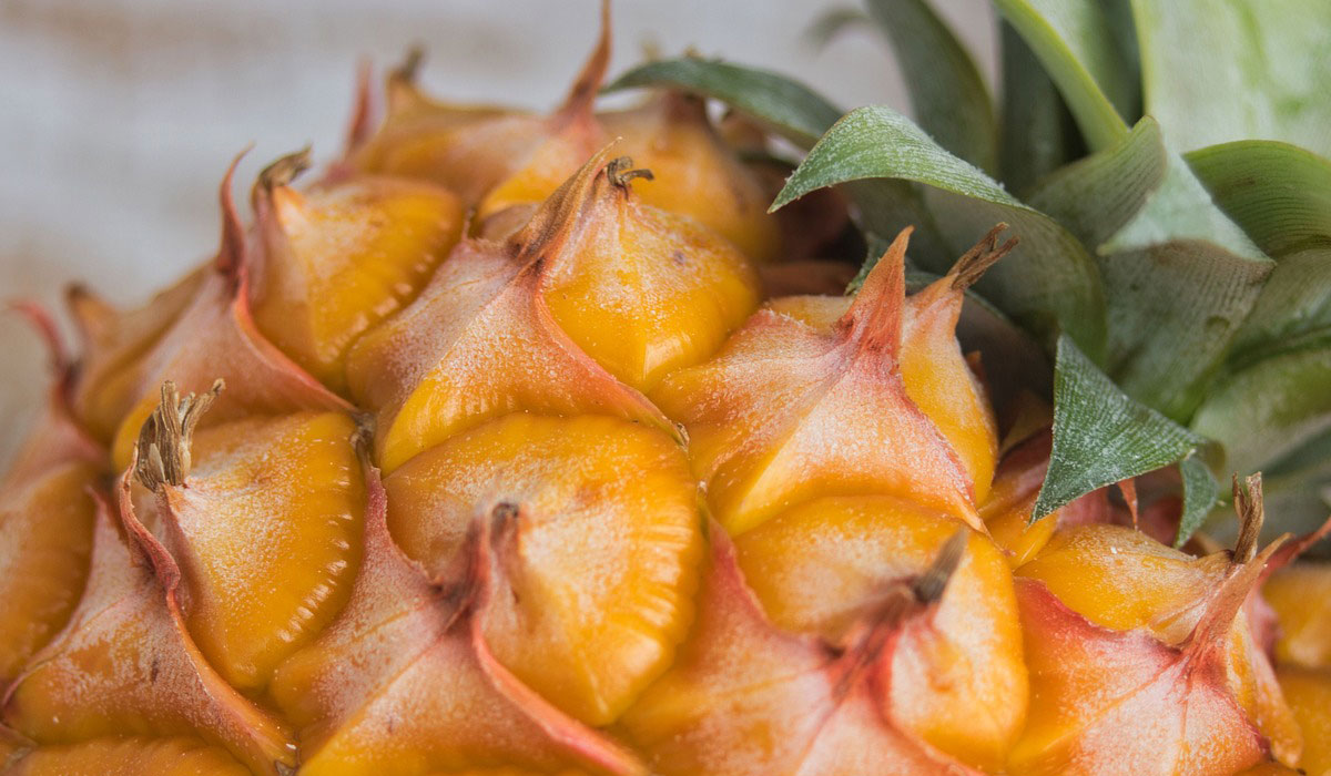 Venta de piñas baby | Jardinería TOT en U en Valencia