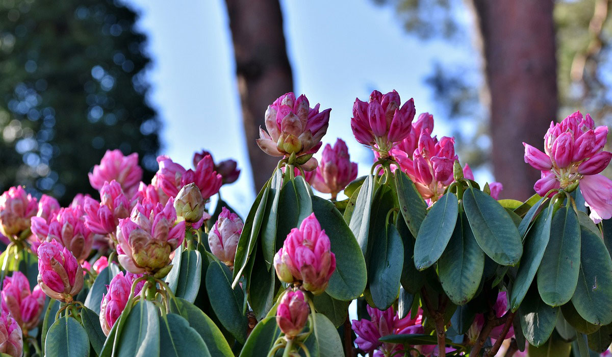 Rododendro, planta en maceta y jardín | Jardinería TOT en U en Valencia