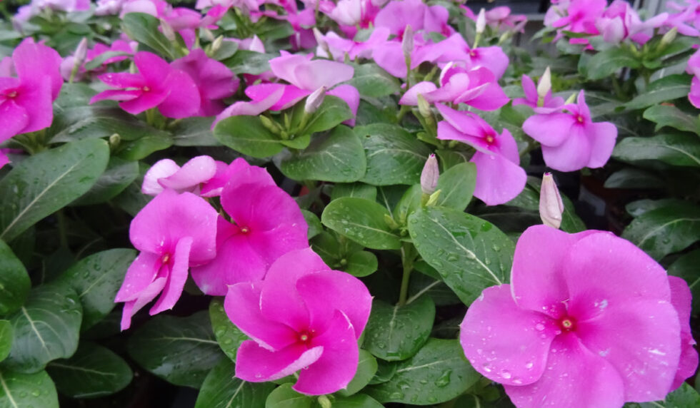Vinca rosea | Jardinería TOT en U en Valencia